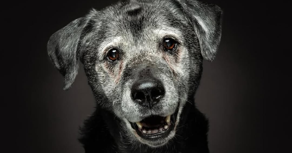 30 Touching Pictures Of Senior Dogs That Will Melt Your Heart | Bored Panda