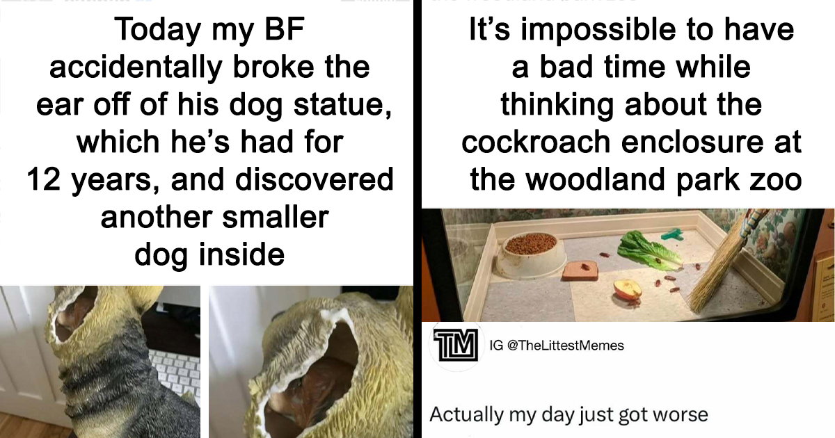 50 Animal Memes For Anyone Contemplating Hibernating Already | Bored Panda