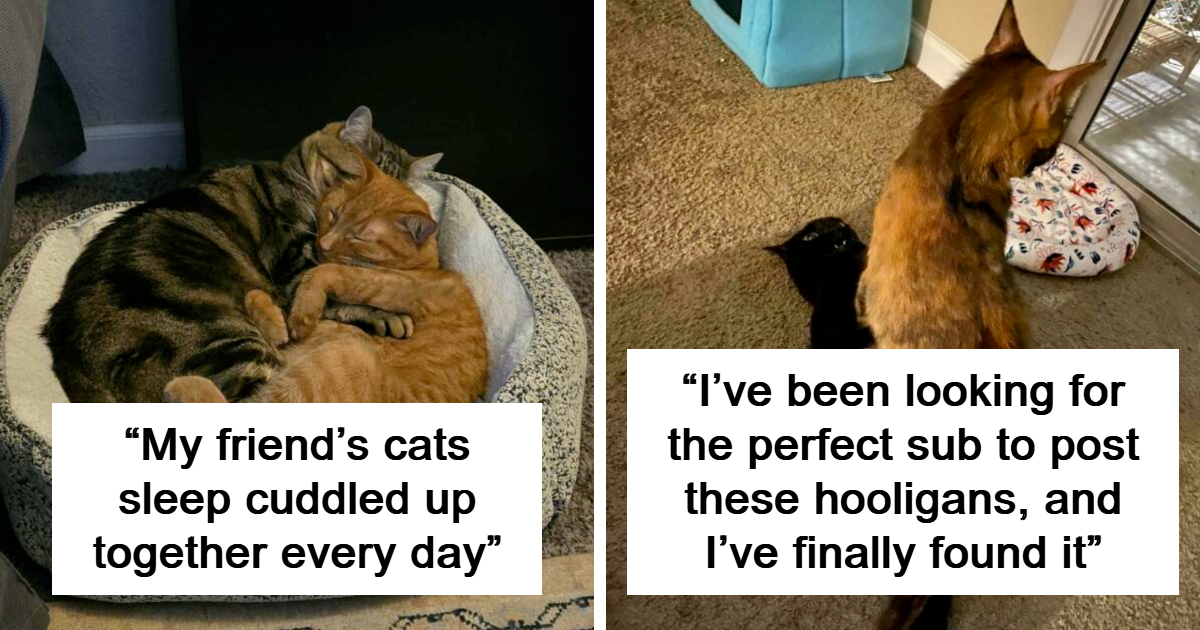 Cat Enthusiasts Might Lose It Over These 48 Hilarious And Adorable Pics ...