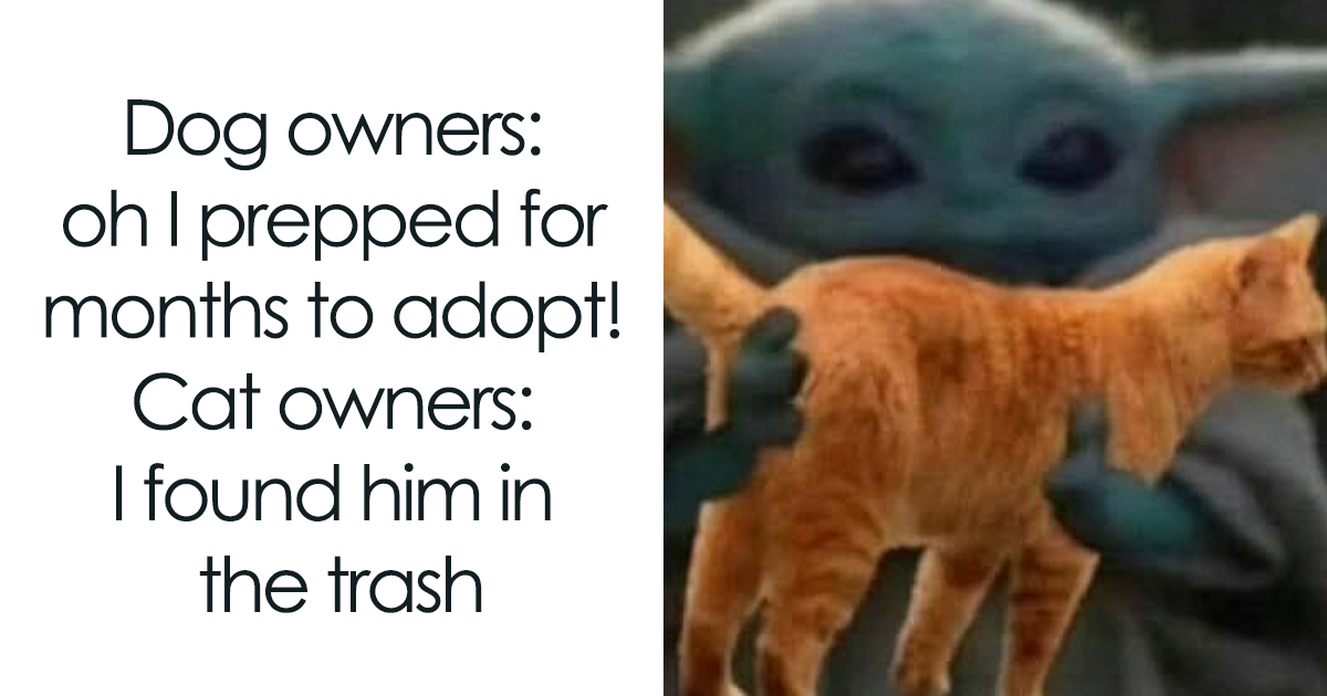 "Give Me Cat Memes": XX Posts And Memes You Might Love As Much As Cats ...