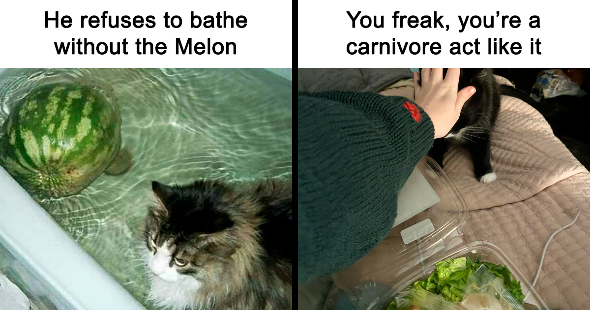 78 Cat Memes And Photos That Are Simply Hissterical | Bored Panda