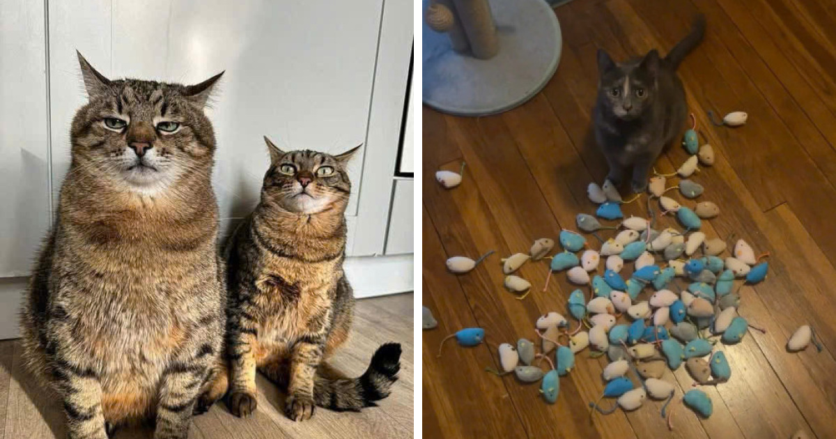 50 Cute And Hilarious Cat Pics That You Just Have To See | Bored Panda