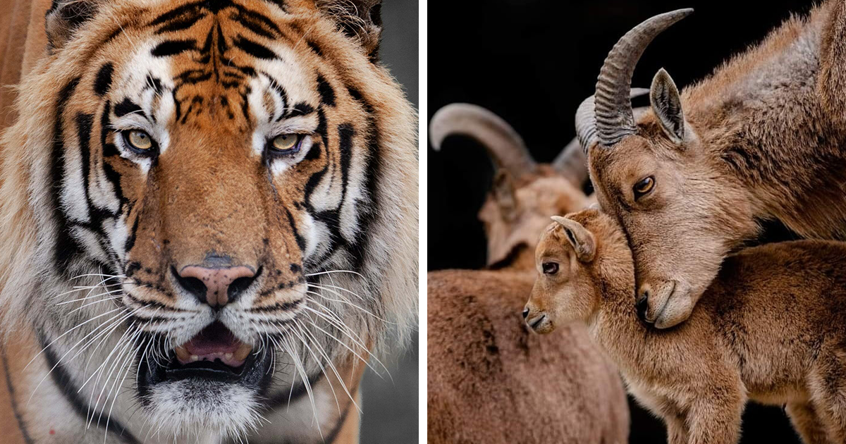 I’ve Spent More Than 18 Years Photographing Wild Animals To Capture ...