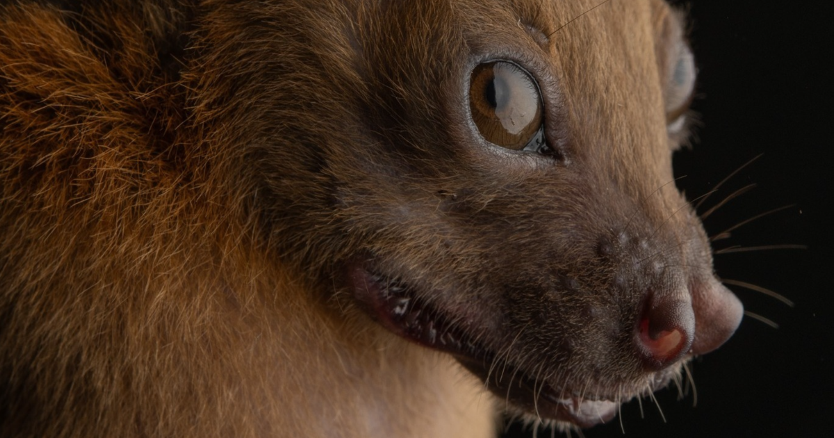 This Biologist Photographed 30 Different Bats To Show How Cute and ...