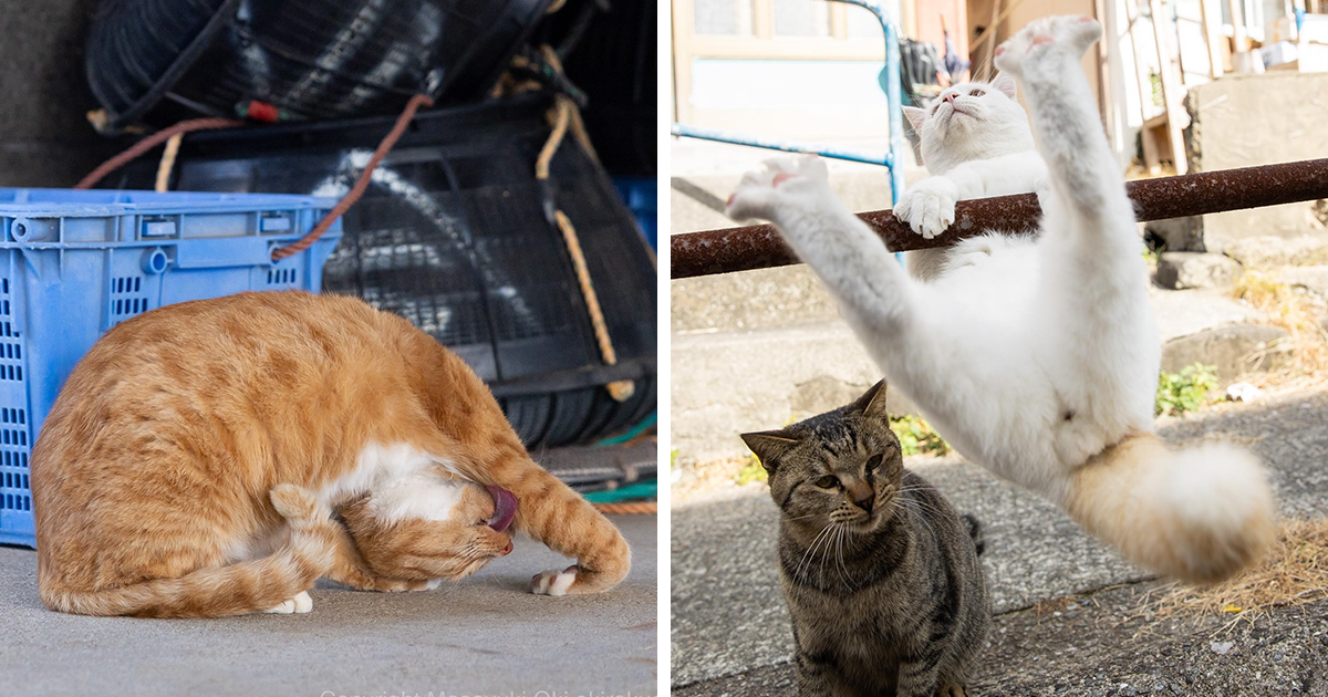 Meet Japan’s Stray Cats: 62 Heartwarming And Funny Photos By Masayuki ...