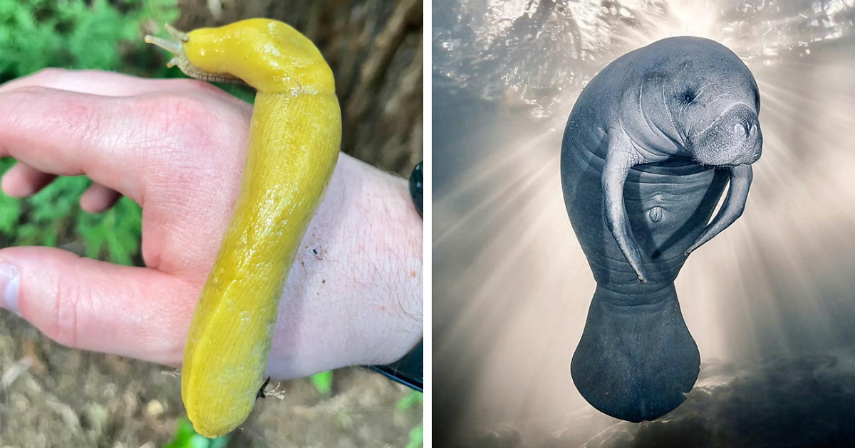 Meet The Slowest Animal In The World And Its Sluggish Friends | Bored Panda