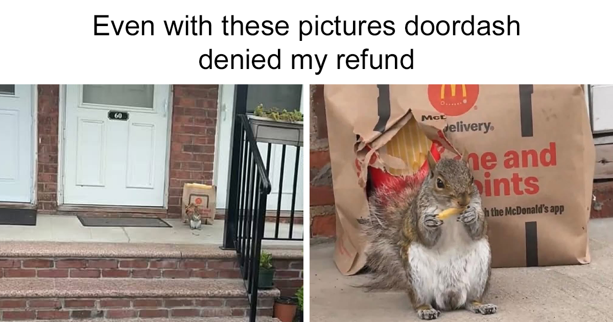 50 Hilariously Wholesome Animal Memes That Help People Forget Problems ...