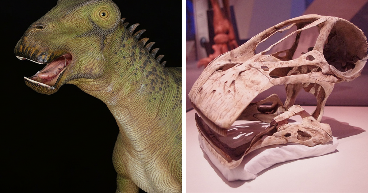 Nigersaurus Dinosaur Stuns Scientists With A Jaw That Contains 500 ...