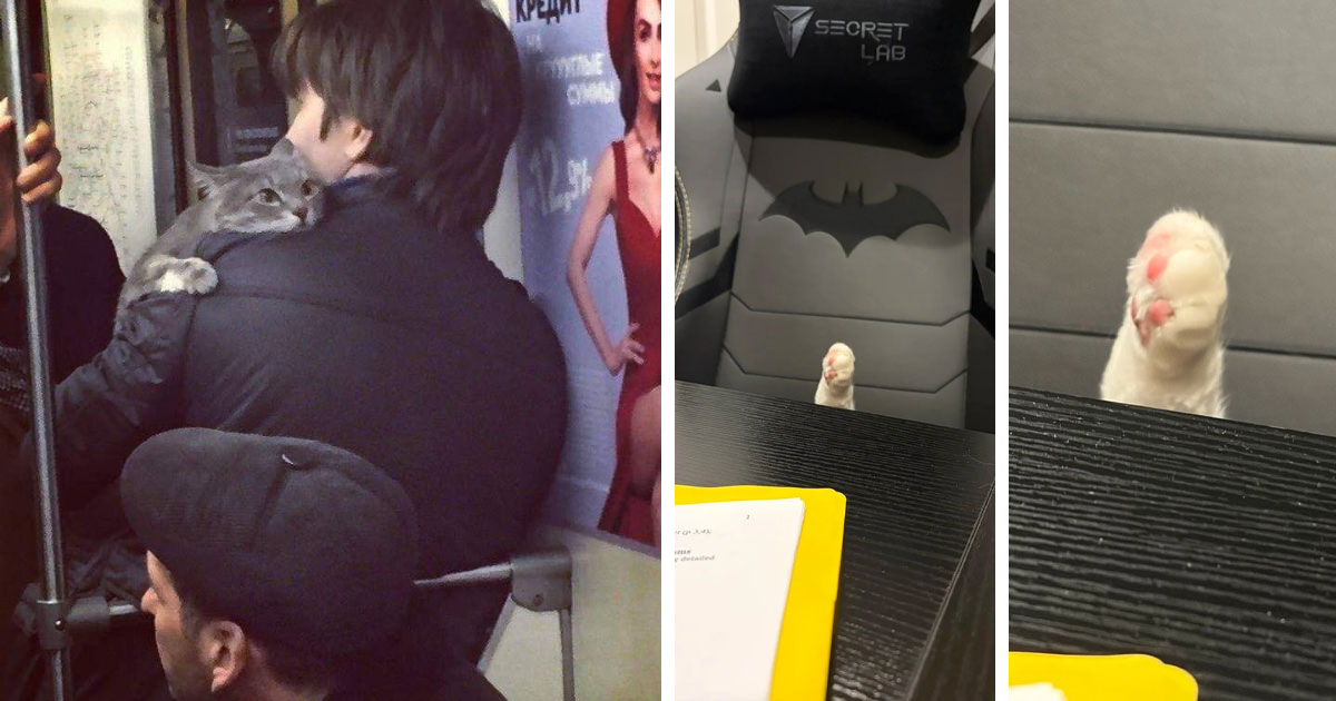 50 Unhinged Cat Pics That Require No Context To Be Amazing | Bored Panda