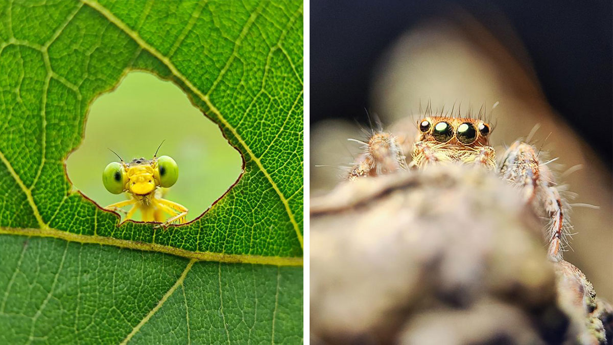 60 Incredible Macro Photos Revealing A Hidden World Of Tiny Creatures ...