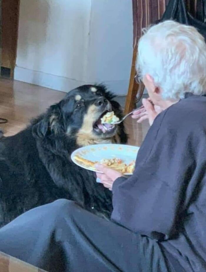 40 Hilarious Moments Caught On Camera, As Shared By “Important Animal ...