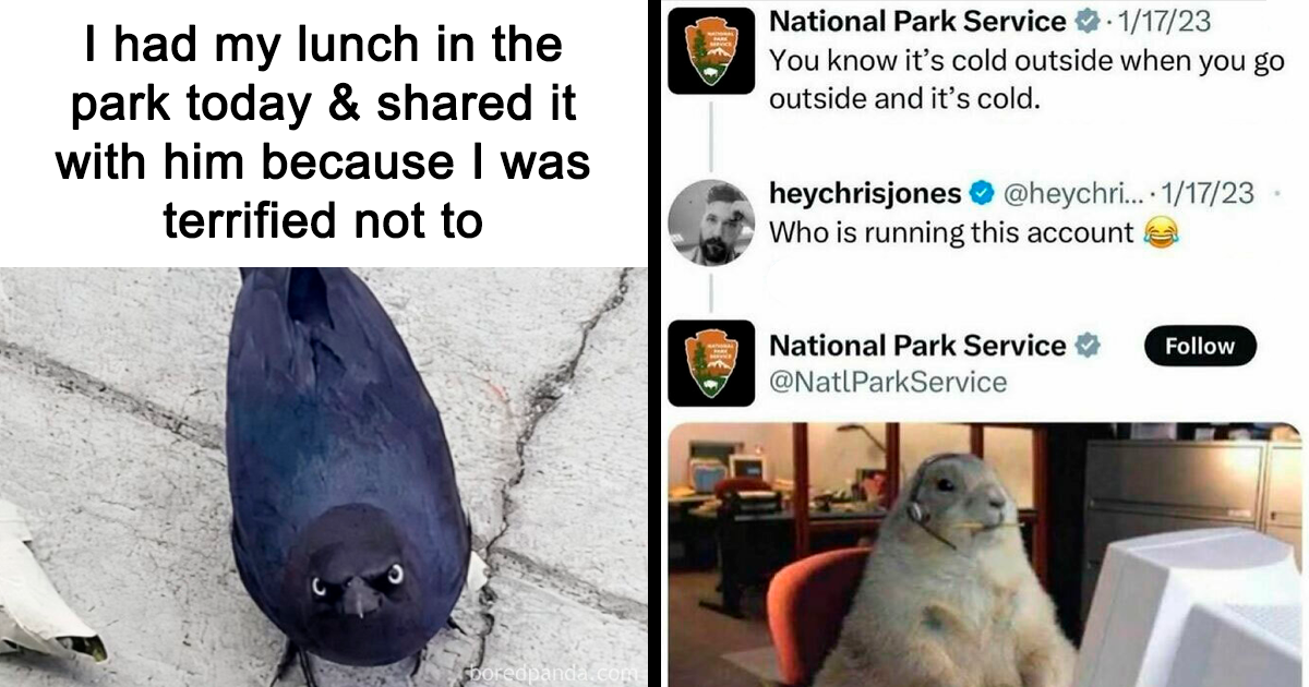2025 Was Rough, And These 91 Wholesome Animal Memes Helped Us Through ...