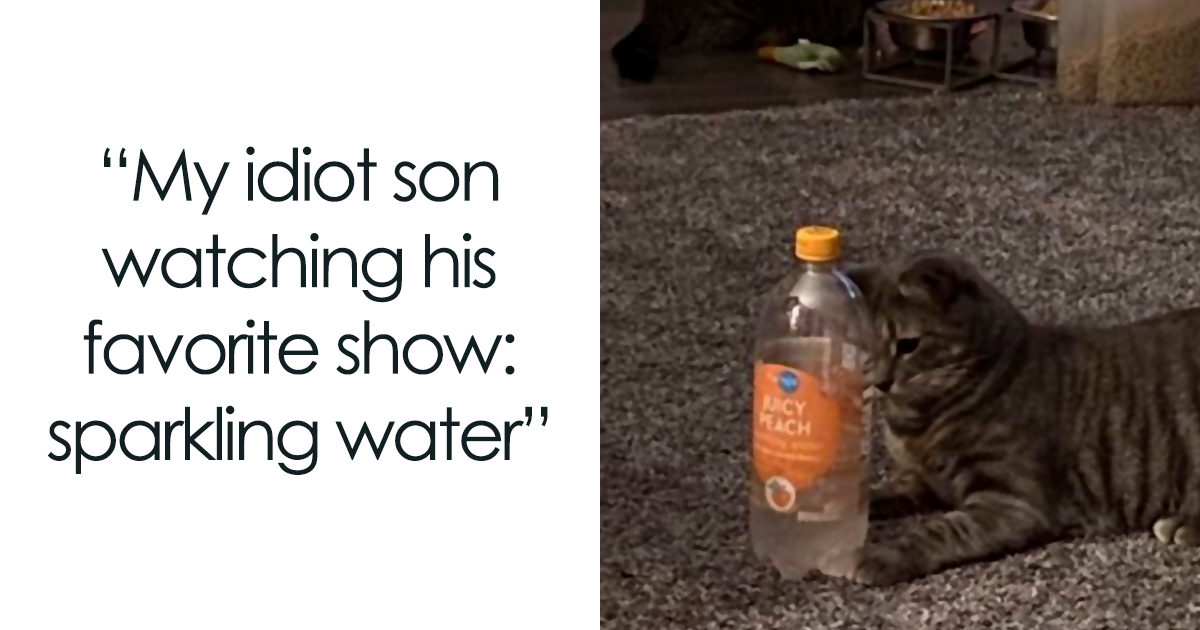 91 Times Animals Delighted Us With Their Antics In 2025, Resulting In ...