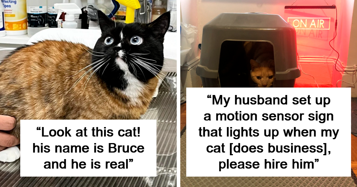 50 Cats Being Weird Little Guys In Ways Nobody Could Have Predicted ...