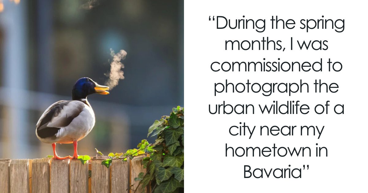 From Clumsy Birds To Dramatic Frogs, These 2025 Comedy Wildlife Photos ...