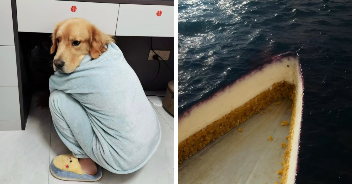 “Looks Like A Human In A Dog Suit”: 50 Confusing Photos That Mess With ...
