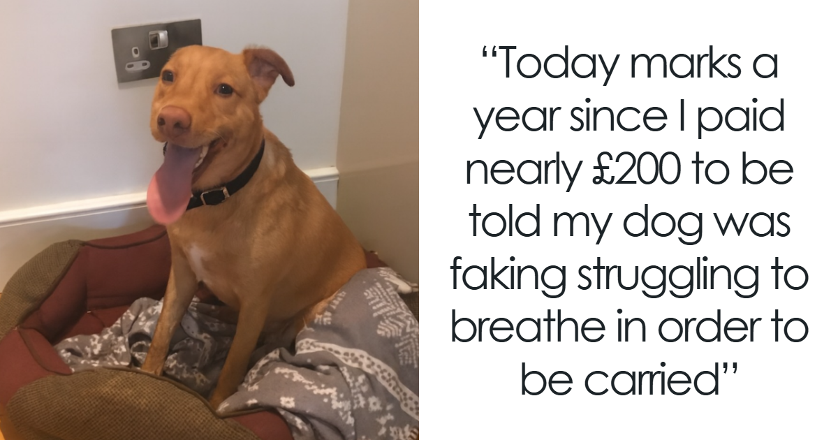 People Are Loving This FB Account That Shares Animal Memes And Here Are ...