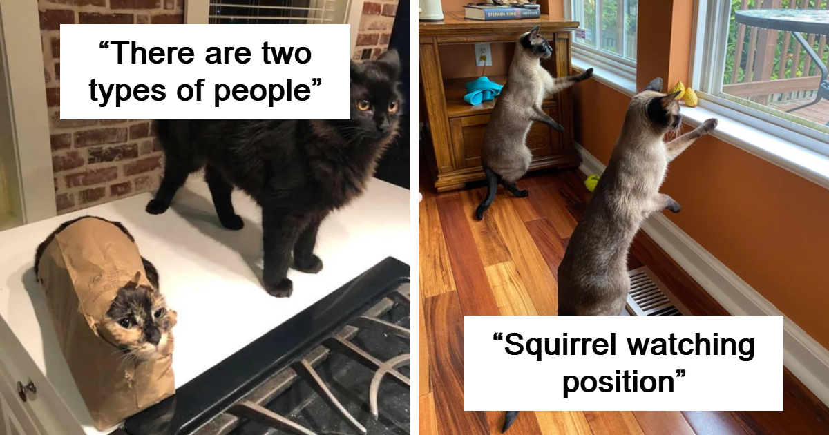 32 Adorable Cat Duos That Prove Two Is Better Than One | Bored Panda