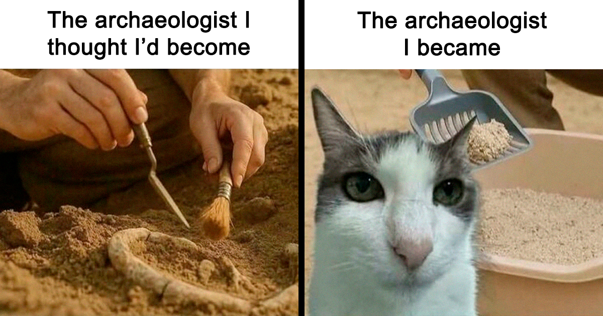 “Cat Distribution System In Effect”: 80 Funny Feline Memes To Make Your ...