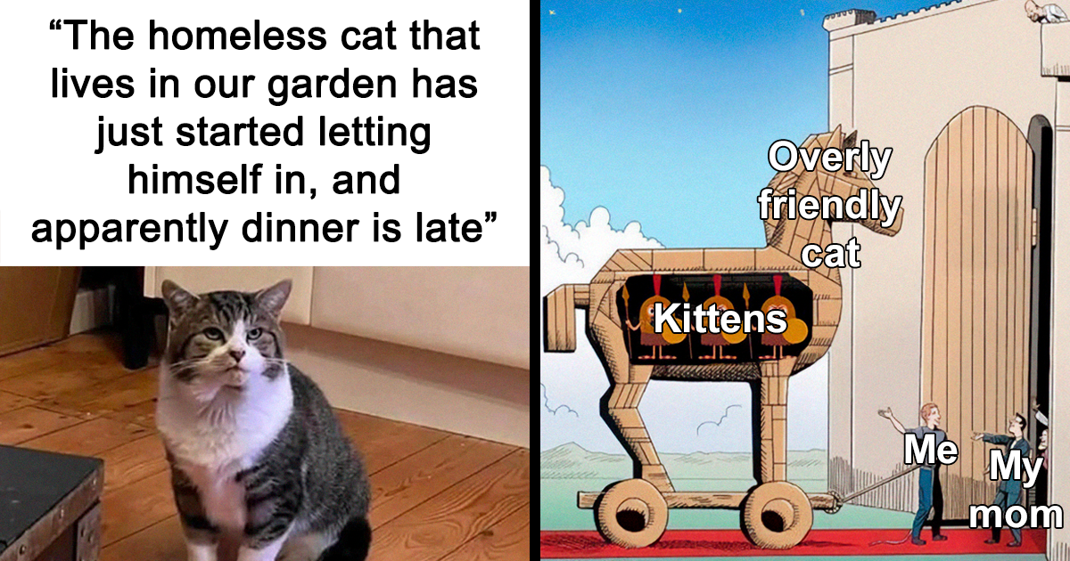 If Cat Memes Are Your Favorite Form of Self‑Care, These 80 Funny Posts ...