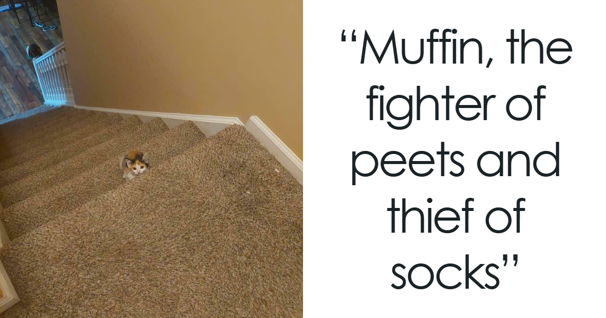 50 Tiny Cats In Big Spaces That Make You Want To Cry And Protect Them ...