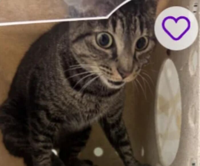 “We’re Cooked Chat”: 85 Completely Unhinged But Also Amusing Pet Names