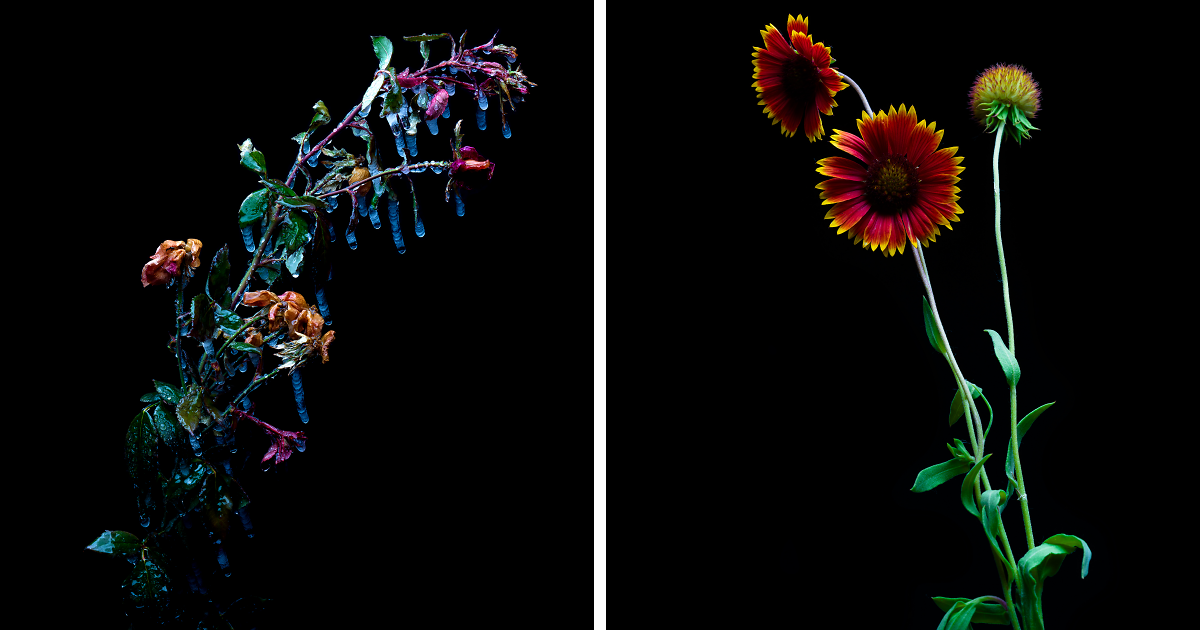 I Revived A Historic 3D Photo Technique | Bored Panda