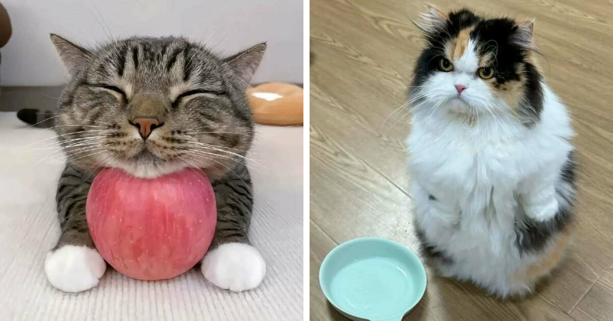 37 Adorable Images Of Cats And Dogs That Are More Effective Than ...