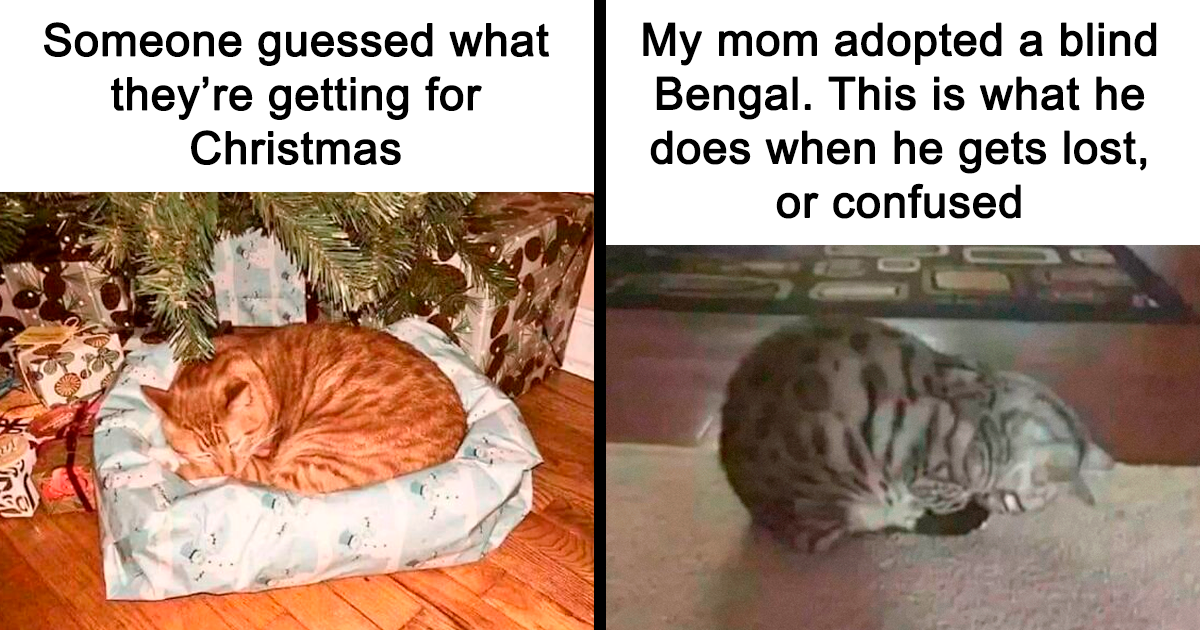 If You Can’t Think Of A Better Way To Spend Your Time Than Looking At ...