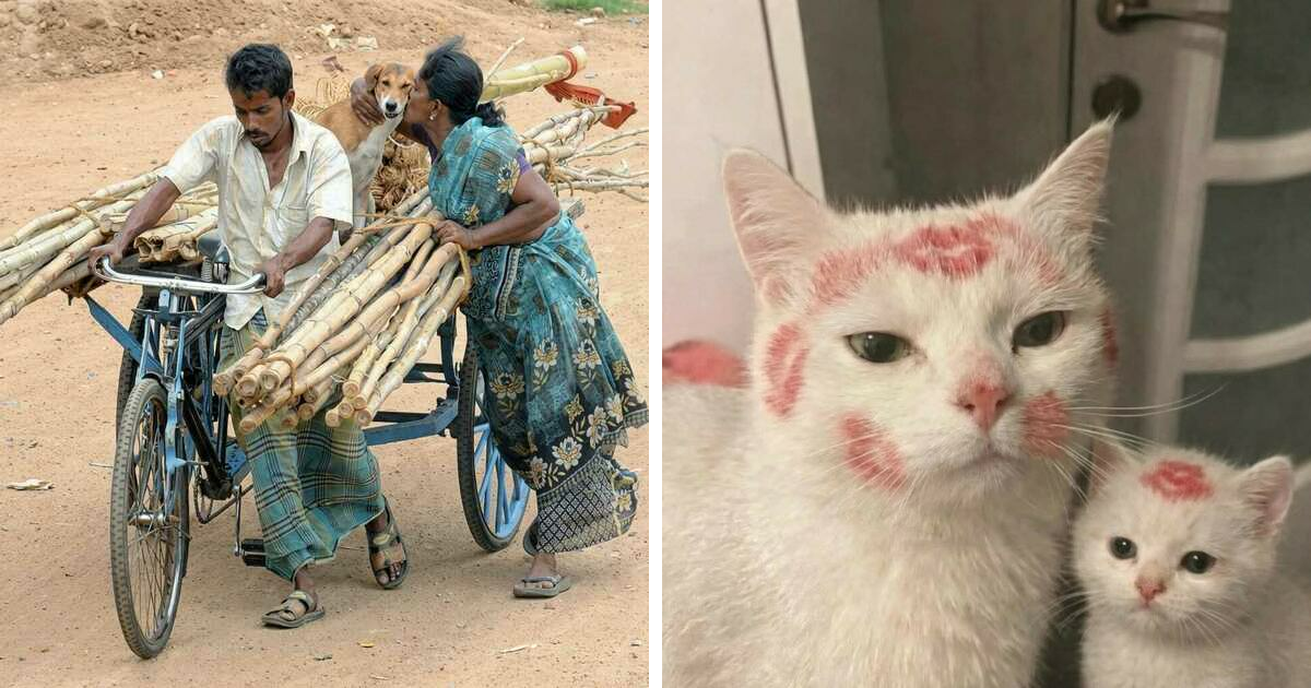 40 Hilarious Moments Caught On Camera, As Shared By “Important Animal ...