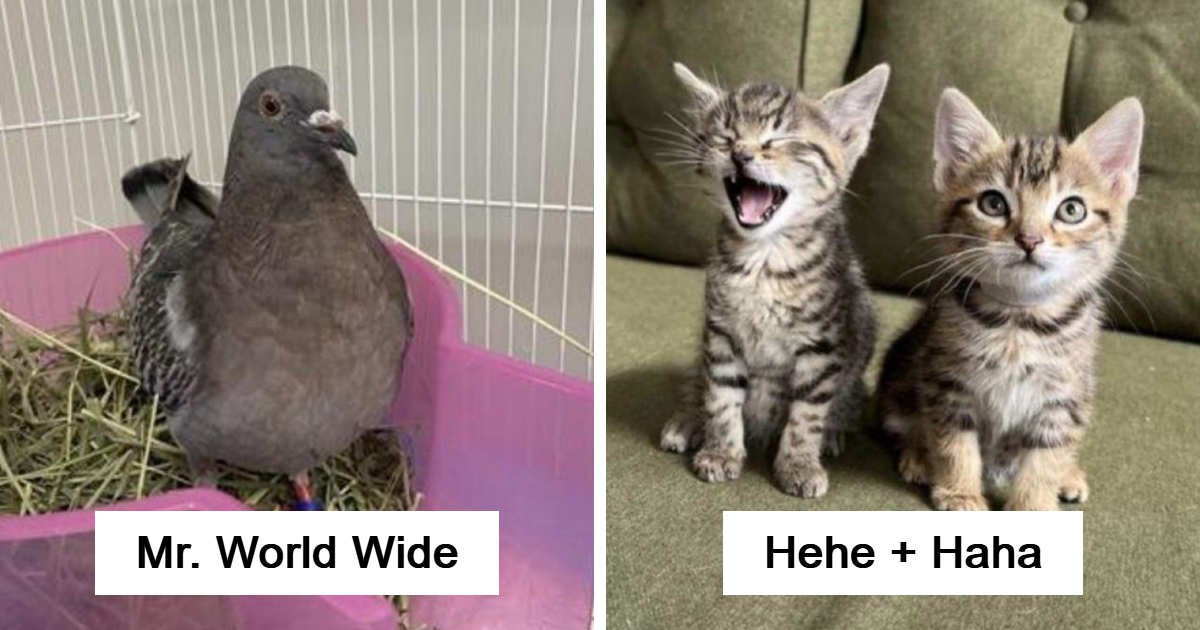 85 Hilarious And Magnificent Pet Names That Deserve A Medal For ...